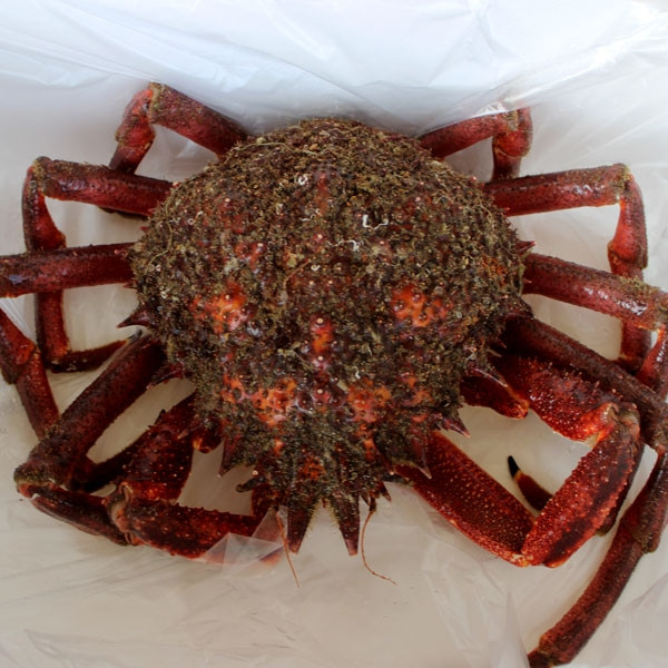 Comprar Centolla de la ría. Envío 24h directo de Lonja