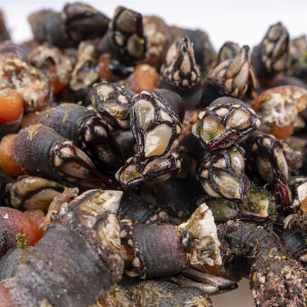 Comprar Percebes Gallegos Online. Envío 24h directo de Lonja