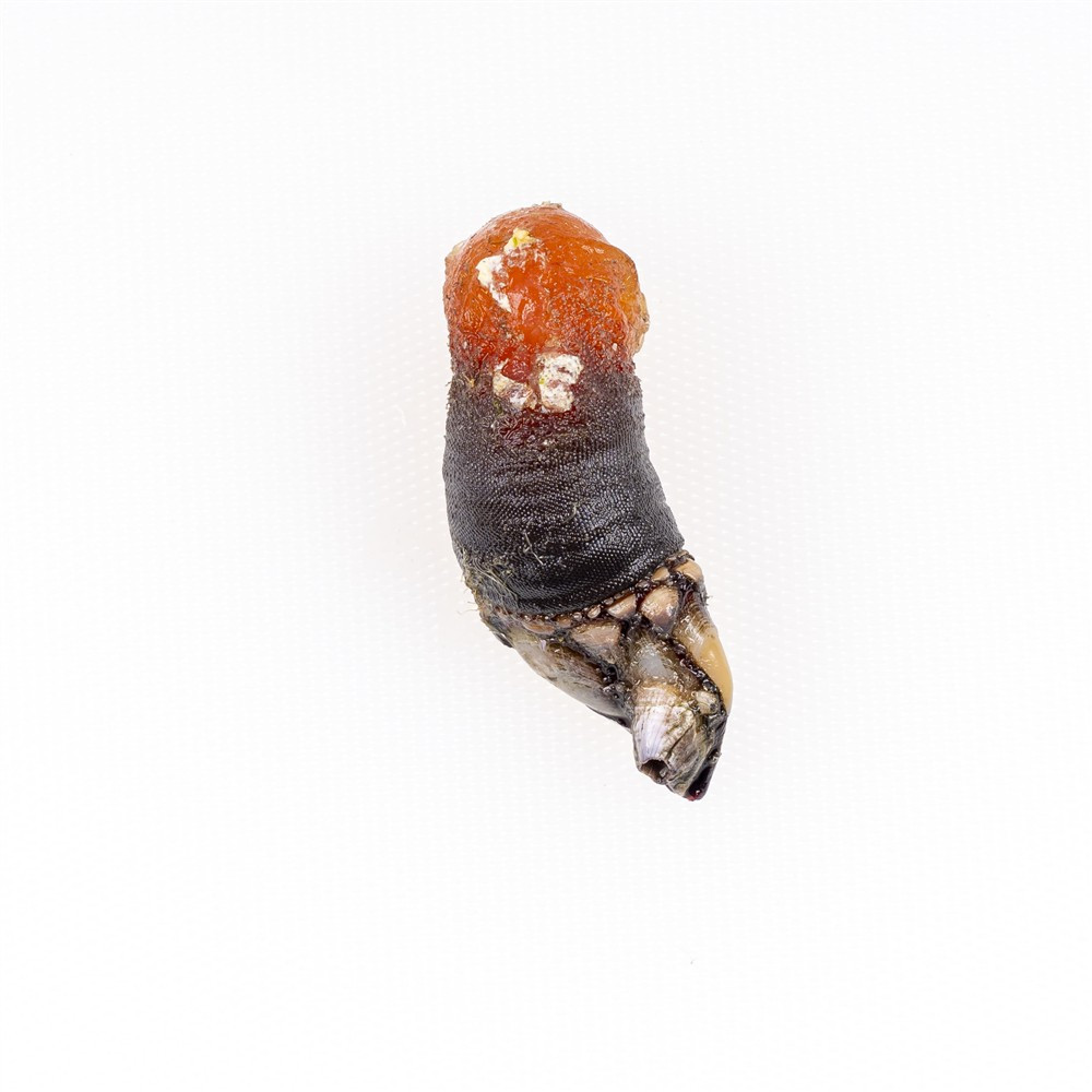 Comprar Percebes Gallegos Online. Envío 24h directo de Lonja