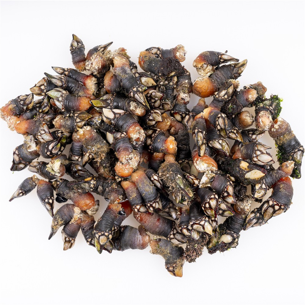 Comprar Percebes Gallegos Online. Envío 24h directo de Lonja