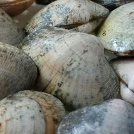 Comprar Almeja Fina Online. Envío 24h directo de Lonja