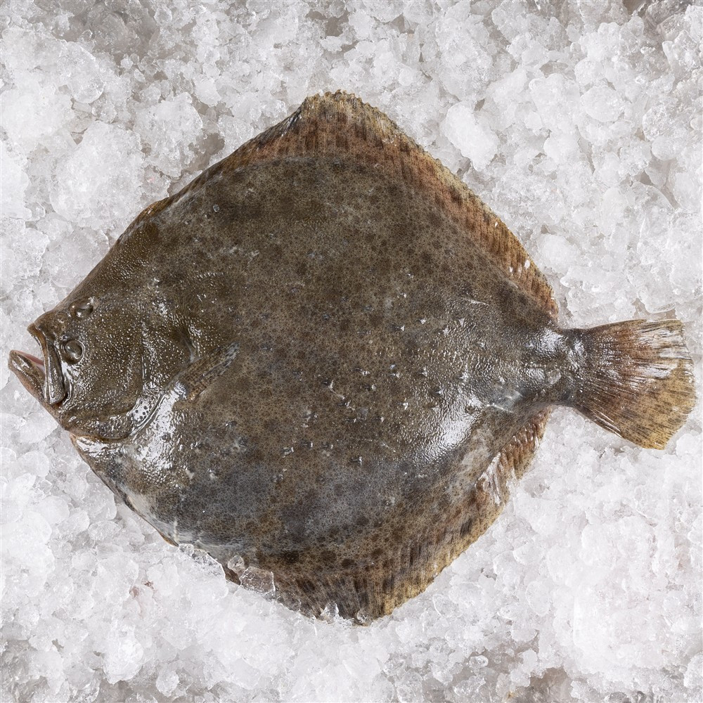 Comprar pescado fresco online: Rodaballo Salvaje de Lonja