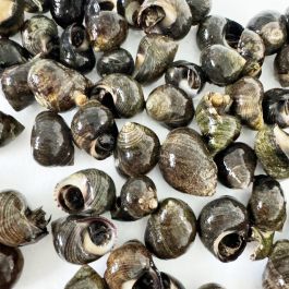 Comprar Bígaro (Caracol de Mar o Caramuxo) a domicilio. Envío 24h